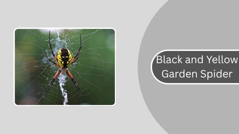 23 types of Orb-weaver spiders: Identification with Pictures