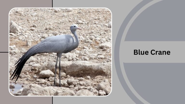 15 Types of Crane Birds: Identification With Pictures