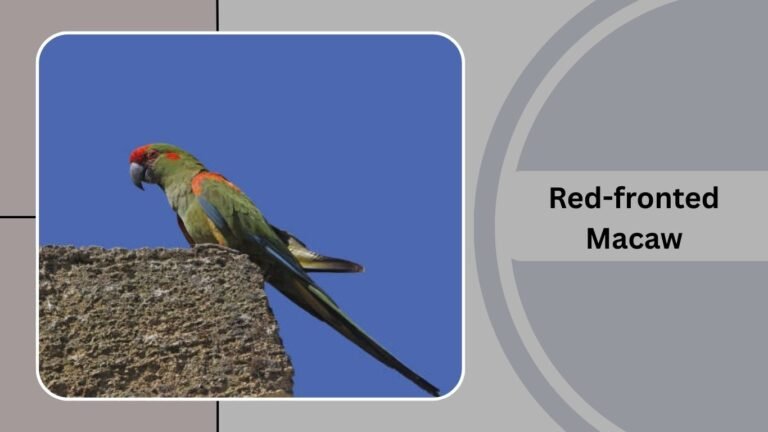17 Types of Macaws: Different Species Identification With Name