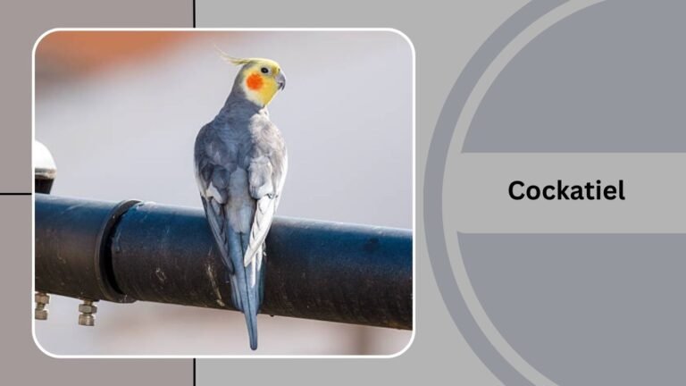 21 Types of Cockatoos: Identification With Pictures