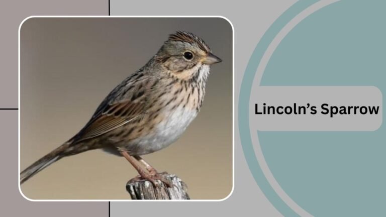 27 Types of Sparrow Birds: Identification With Pictures