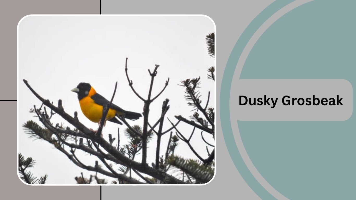 15 Types of Grosbeaks: Identification With Pictures