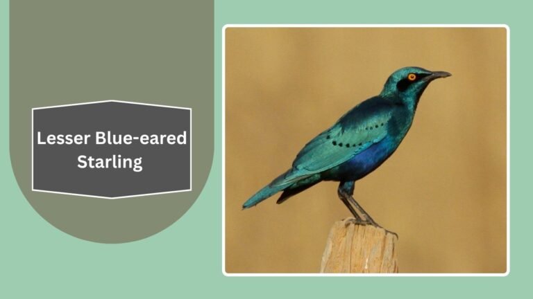25 Types of Starlings: Identification with Pictures