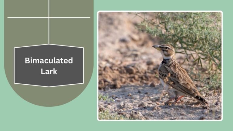 25 Types of Larks: Different Species Identification