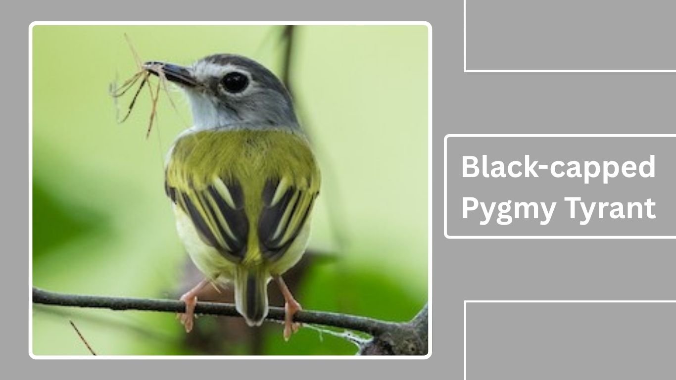 25 Types of Tiny Birds : Identification with Pictures