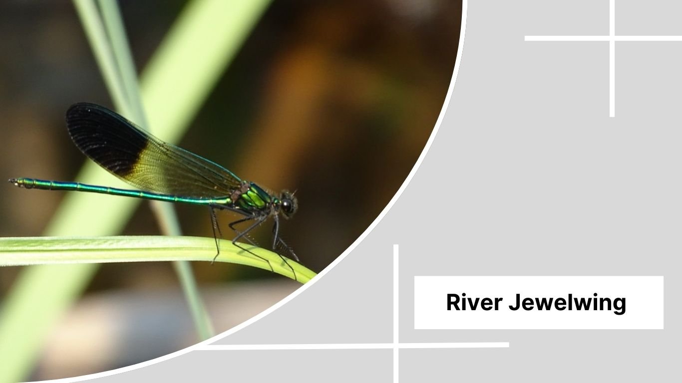 17 Types of Damselfly: Identification With Pictures