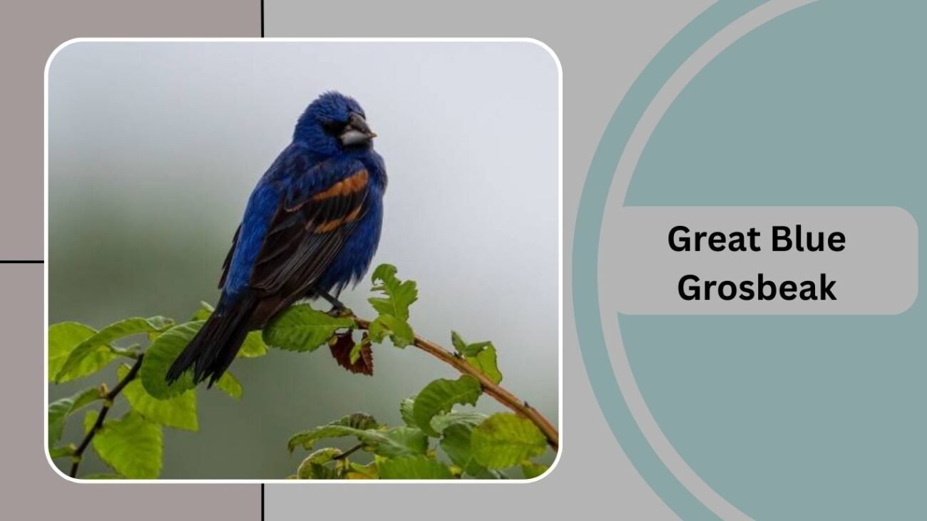 15 Types of Grosbeaks: Identification With Pictures