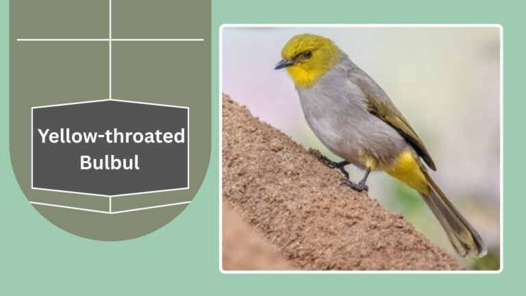 15 Types of Bulbuls: Identification With Pictures