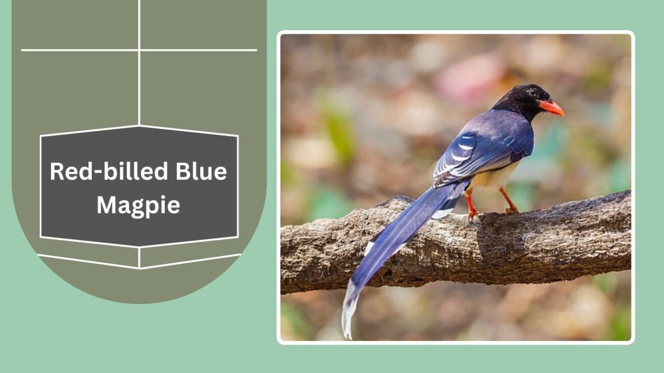 15 Types of Magpies: Identification With Pictures