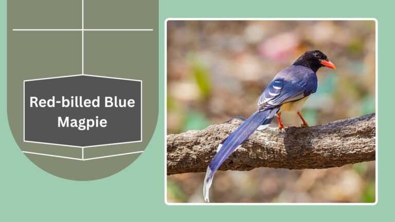 15 Types of Magpies: Identification With Pictures