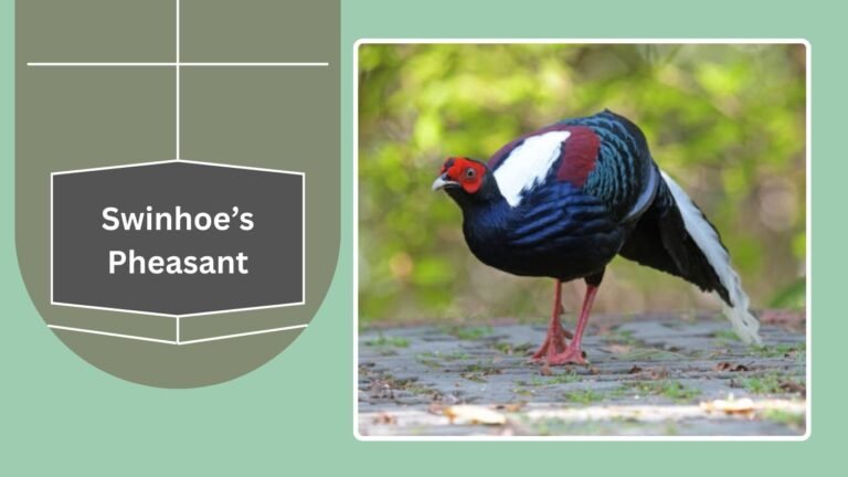 27 Types of Pheasants: Different Species Identification