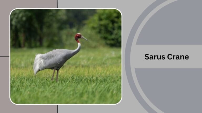 15 Types of Crane Birds: Identification With Pictures
