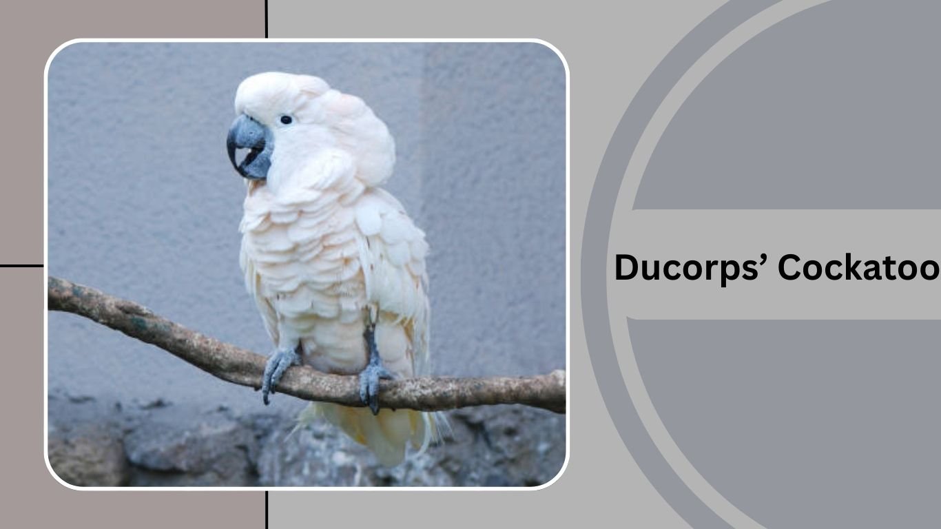 21 Types of Cockatoos: Identification With Pictures