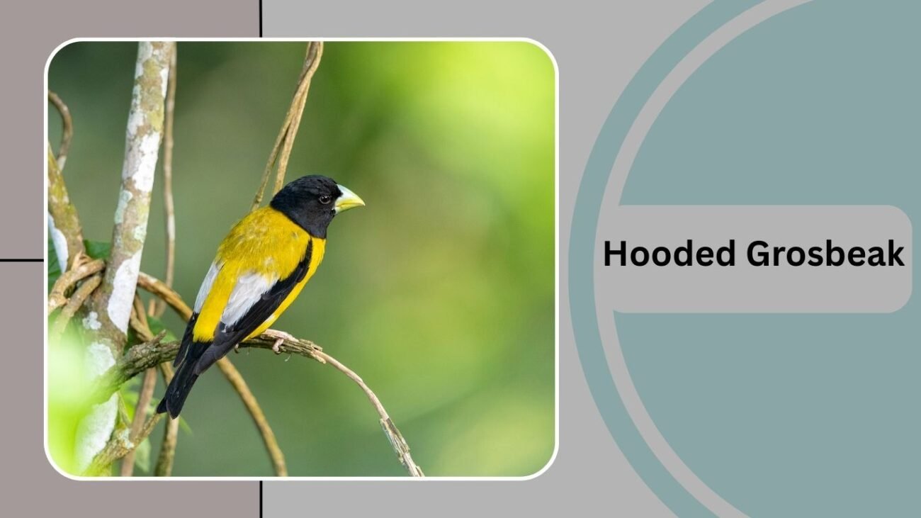 15 Types of Grosbeaks: Identification With Pictures