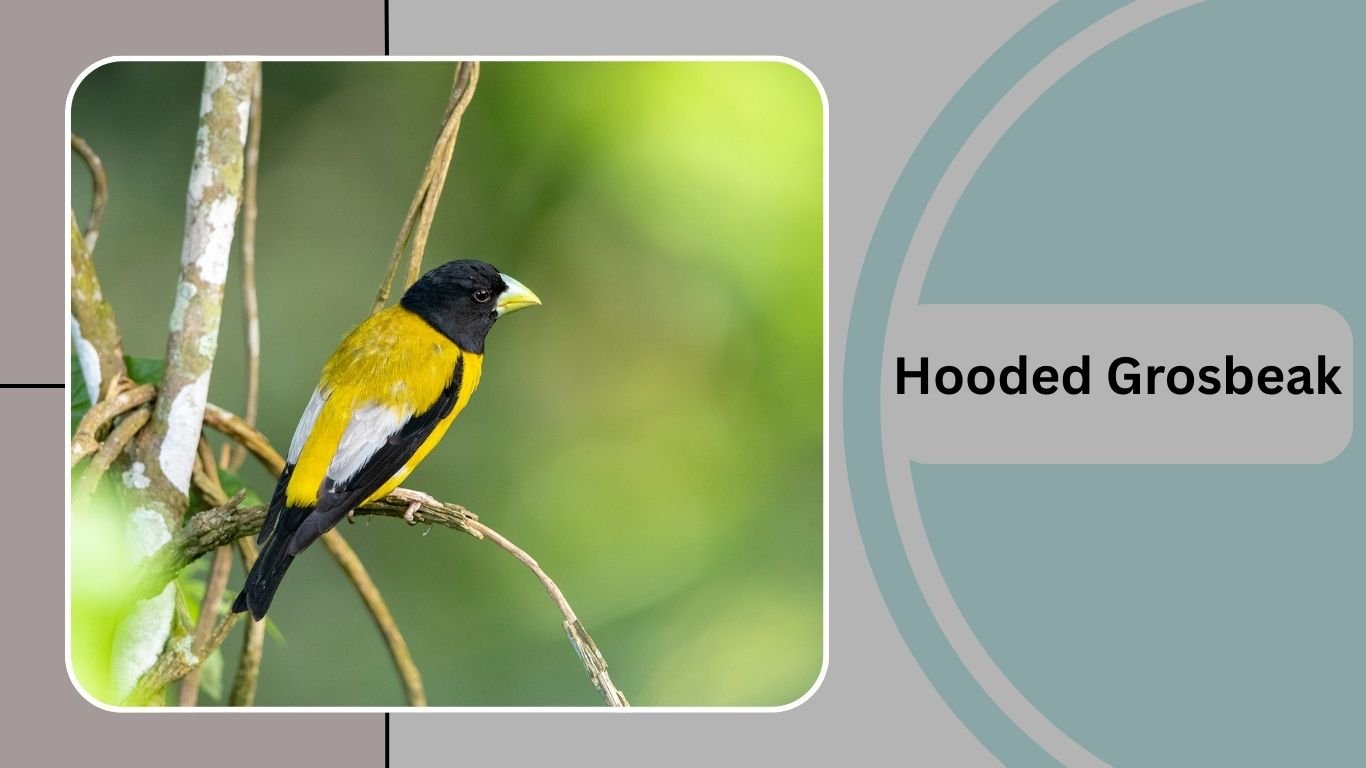 15 Types of Grosbeaks: Identification With Pictures