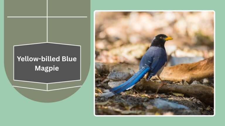 15 Types of Magpies: Identification With Pictures
