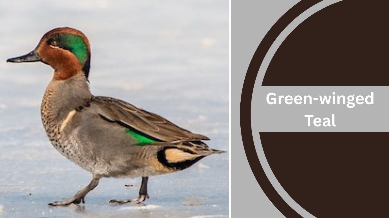 27 Common Birds in Water: Identification with Pictures