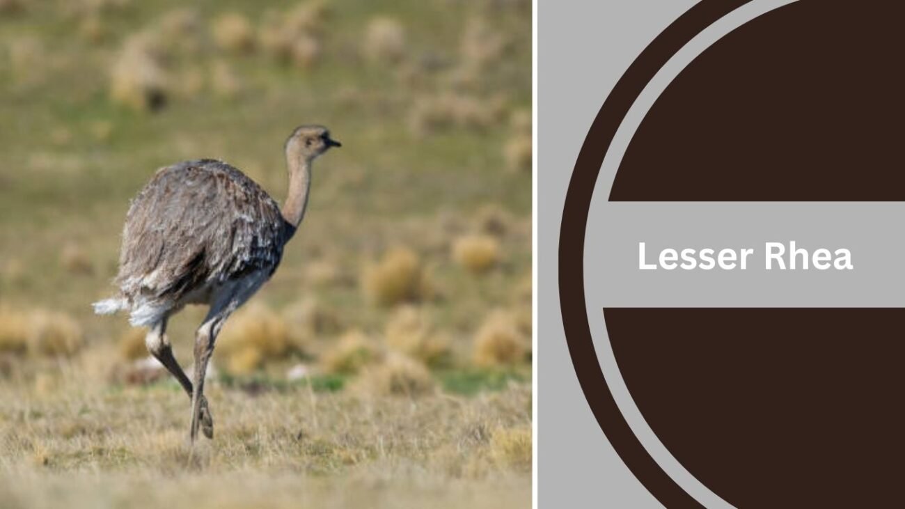 13 Ratites & Large Flightless Birds (ID with Pictures)