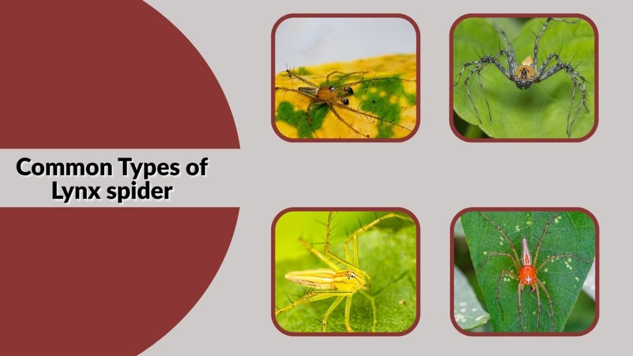 12 Types of Lynx spider: Identification with Speices