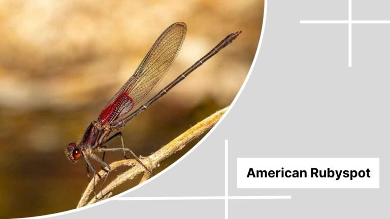 17 Types of Damselfly: Identification With Pictures