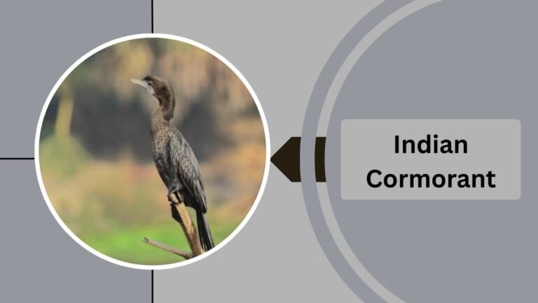 23 Types of Cormorant Bird: Identification with Pictures