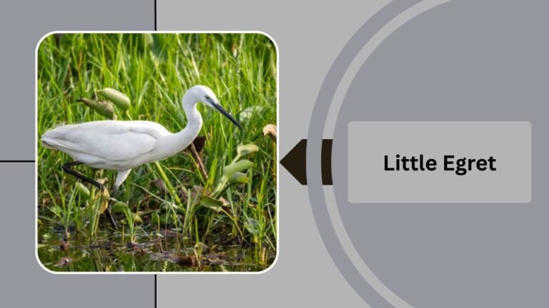 27 Types of Herons & Egrets: Identification with Pictures