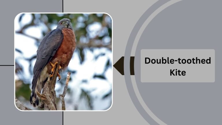 17 Types of Kite Birds: Identification with Pictures