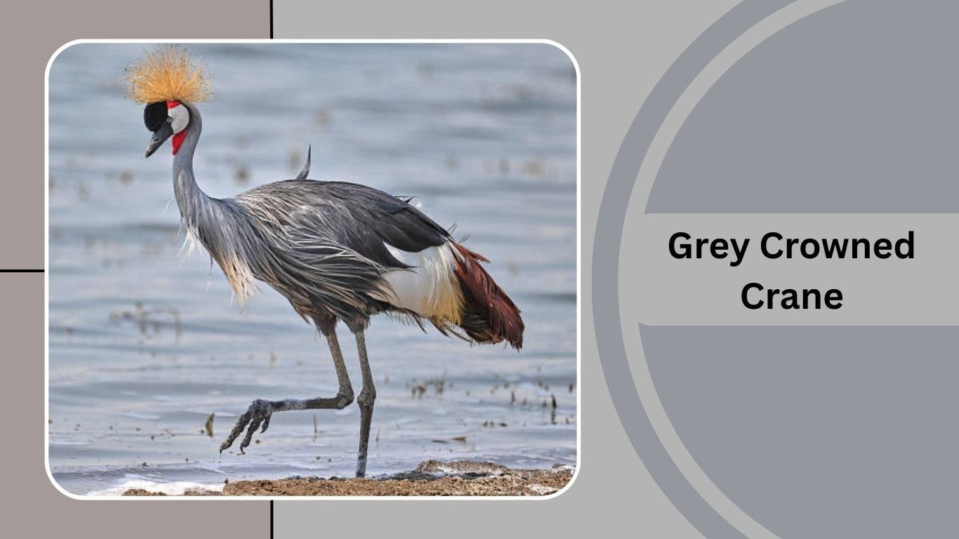 15 Types of Crane Birds: Identification With Pictures