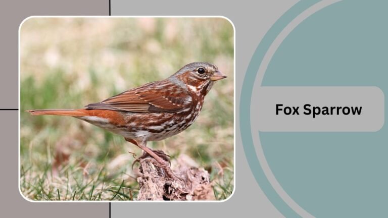 27 Types of Sparrow Birds: Identification With Pictures