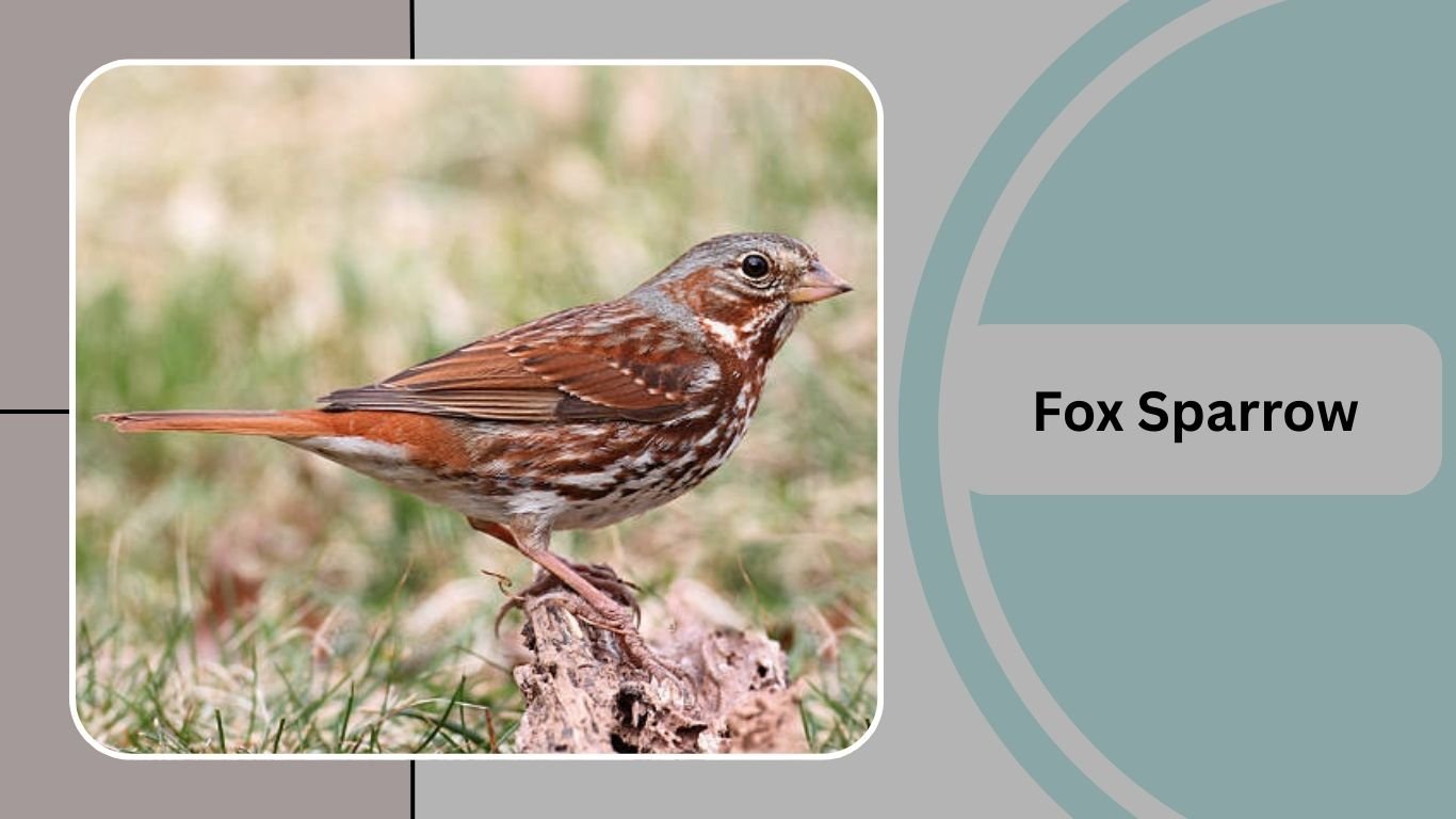 27 Types of Sparrow Birds: Identification With Pictures