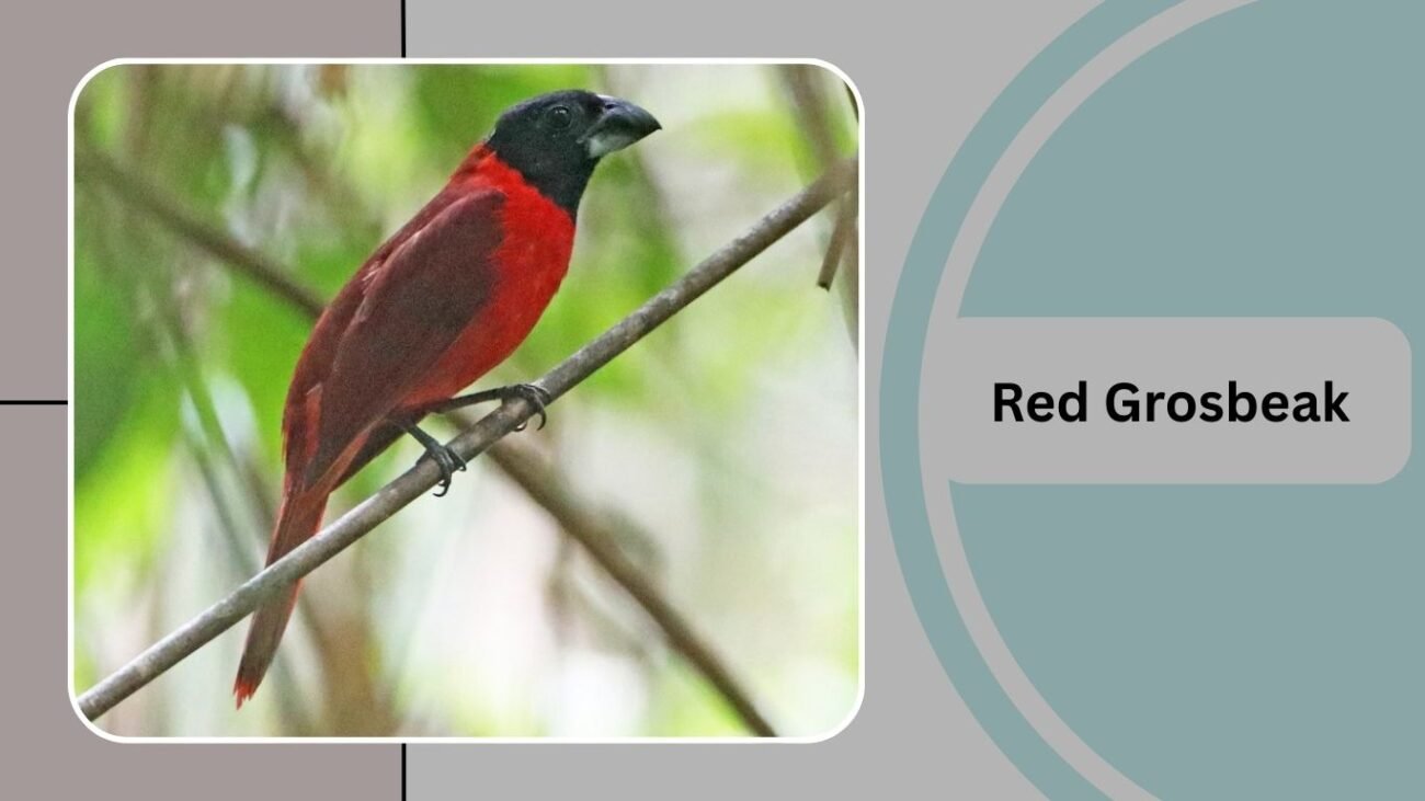 15 Types of Grosbeaks: Identification With Pictures
