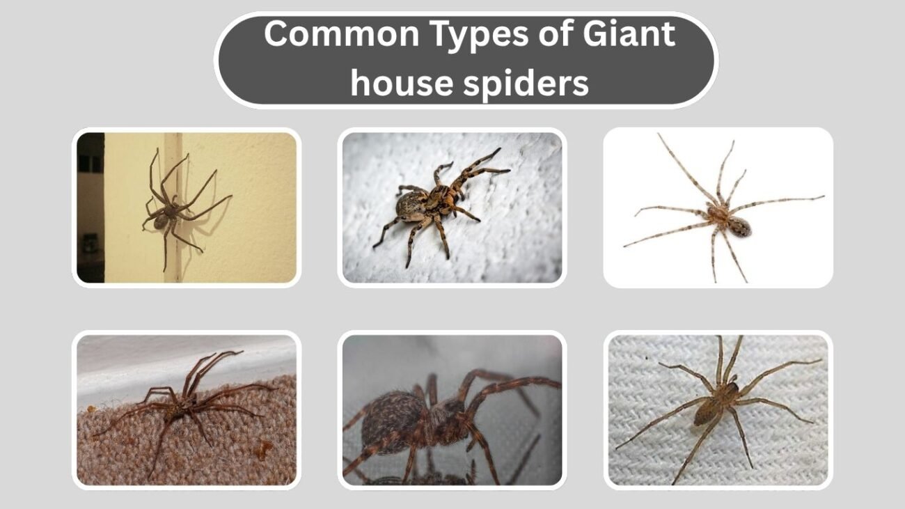 13 Types of Giant house spiders: Identification with Pictures