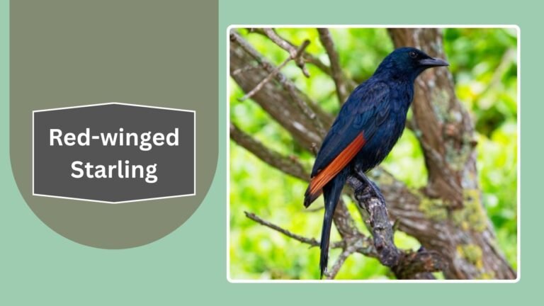 25 Types of Starlings: Identification with Pictures