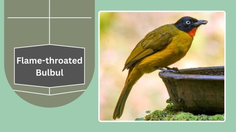 15 Types of Bulbuls: Identification With Pictures