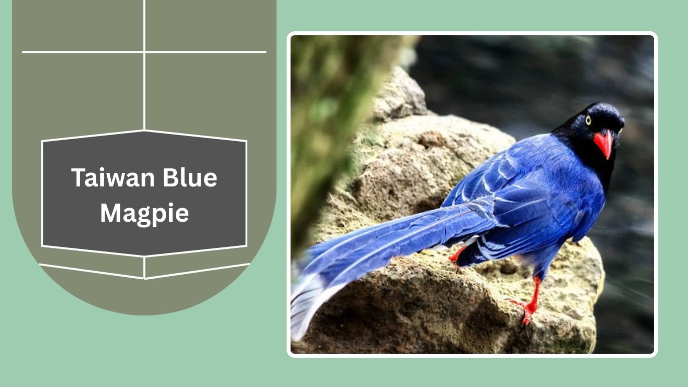 15 Types of Magpies: Identification With Pictures