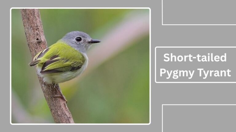 25 Types of Tiny Birds : Identification with Pictures