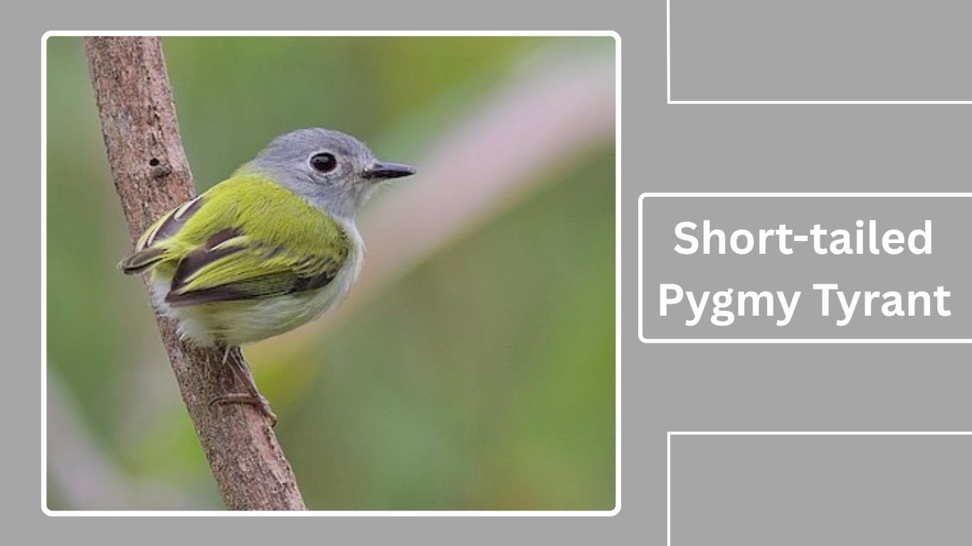 25 Types of Tiny Birds : Identification with Pictures