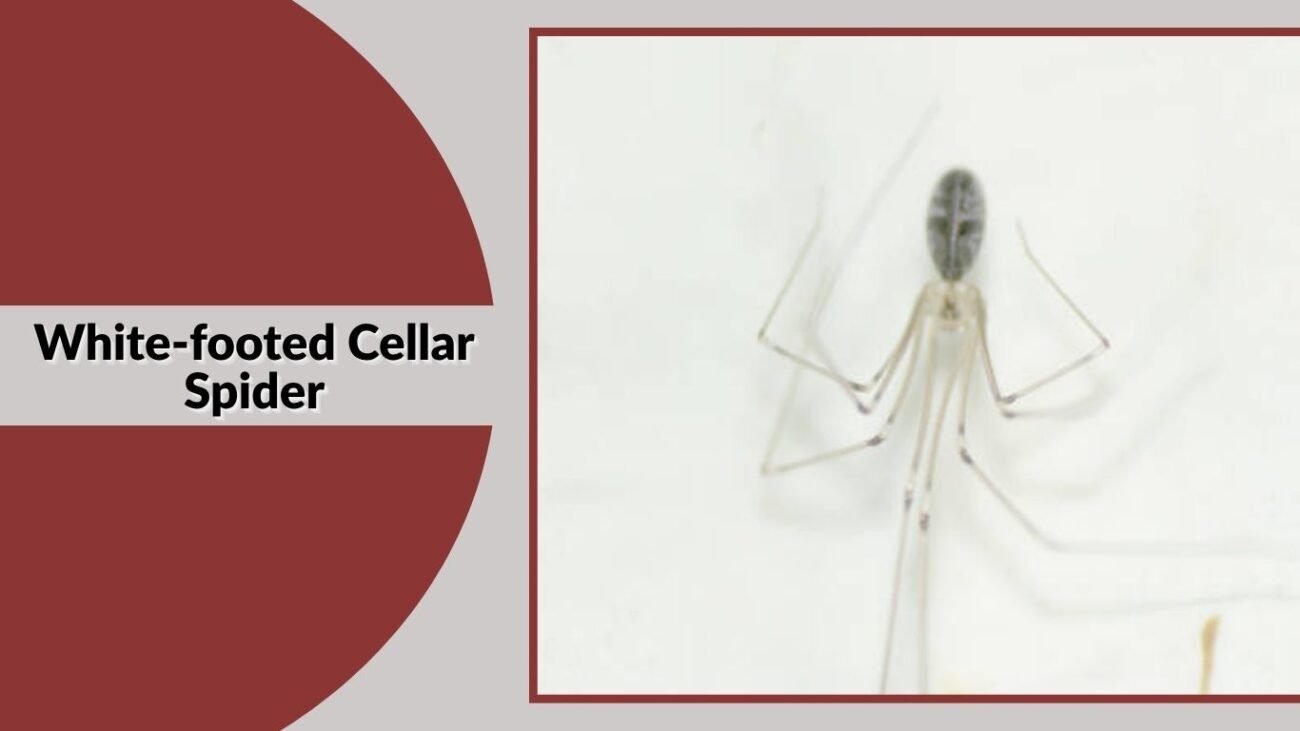 15 Types Of Daddy Long Legs Spider: Identification with Pictures