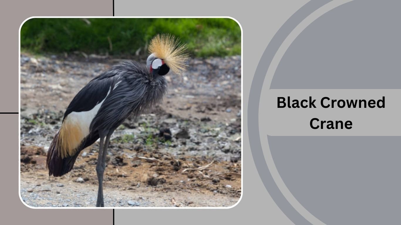 15 Types of Crane Birds: Identification With Pictures