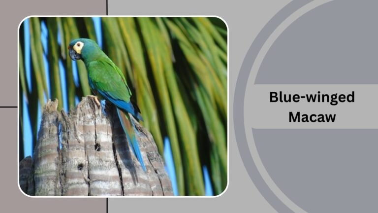 17 Types of Macaws: Different Species Identification With Name