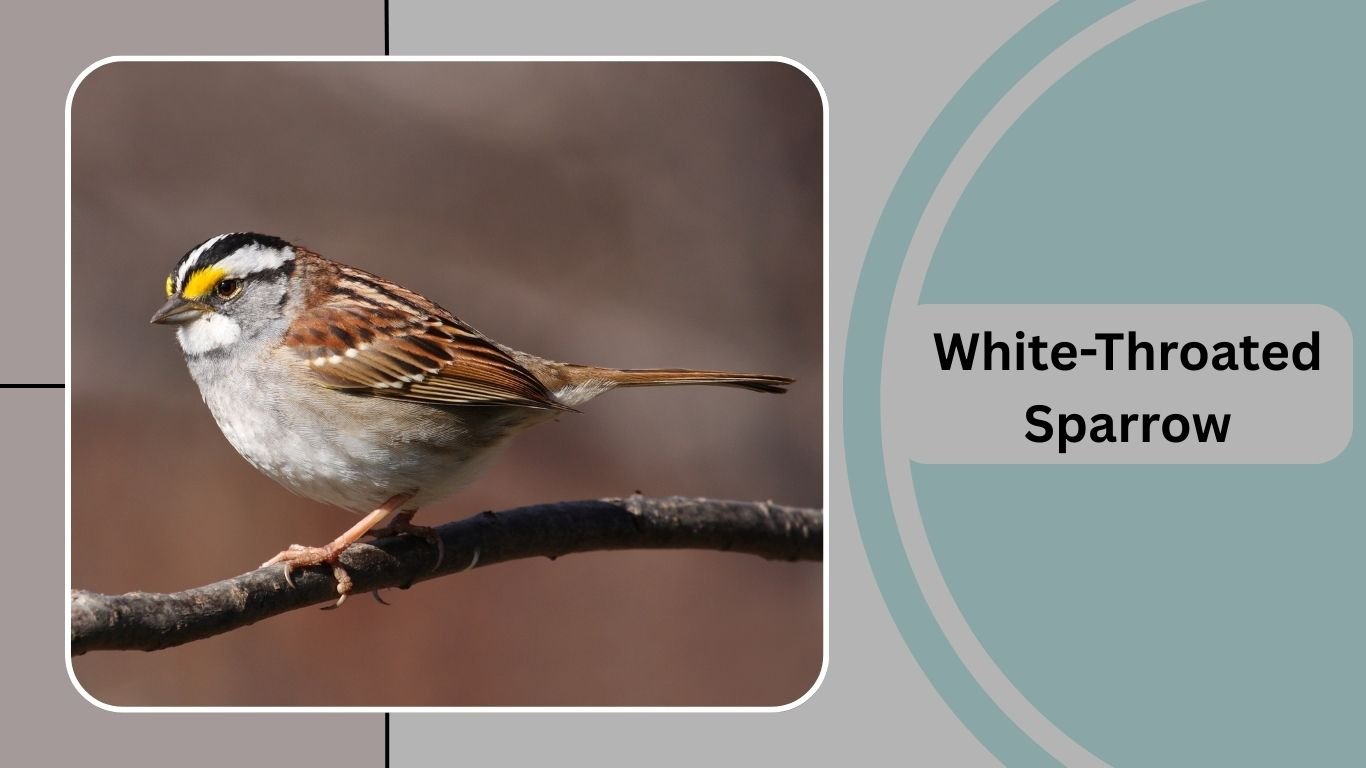27 Types of Sparrow Birds: Identification With Pictures
