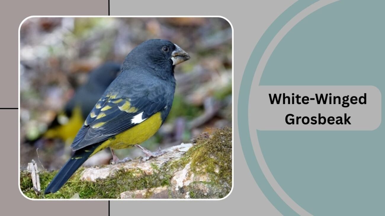 15 Types of Grosbeaks: Identification With Pictures