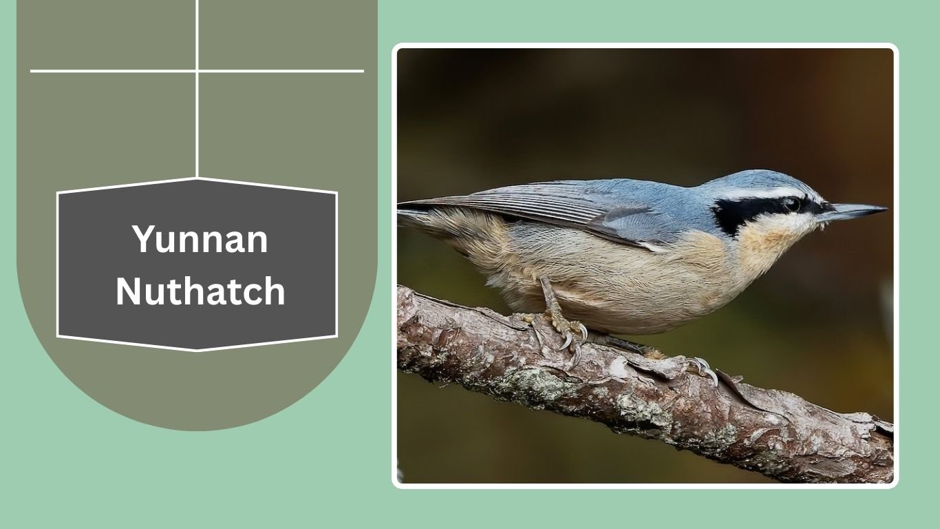11 Types of Nuthatches: Identification With Pictures
