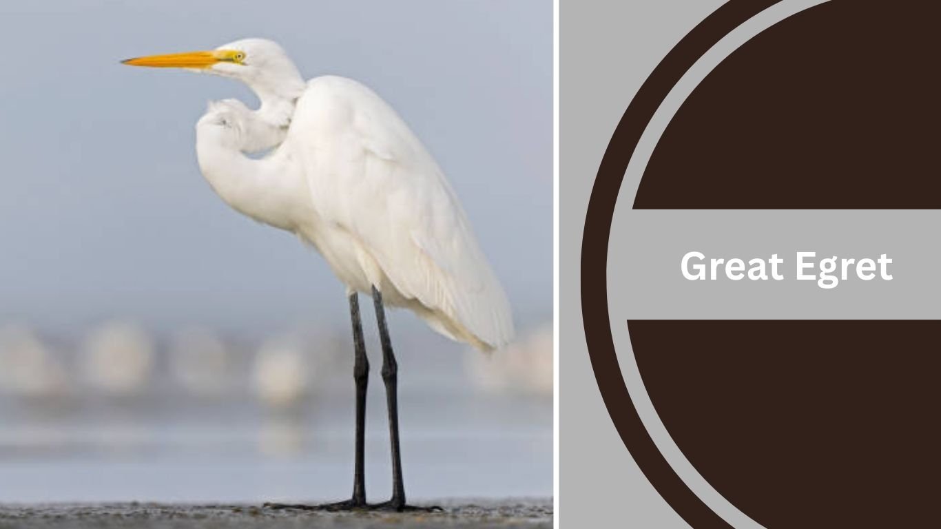 27 Common Birds in Water: Identification with Pictures