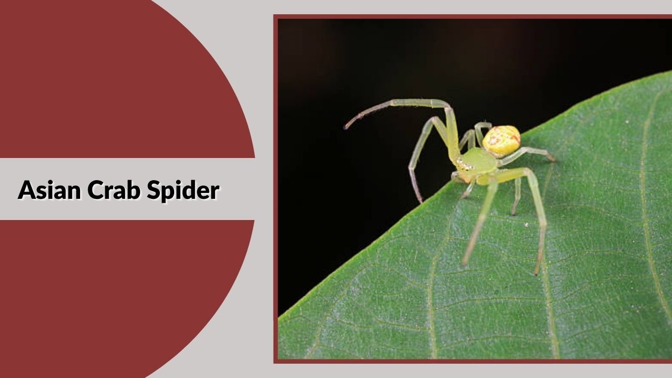 15 Types of Crab Spiders: Identification With Pictures