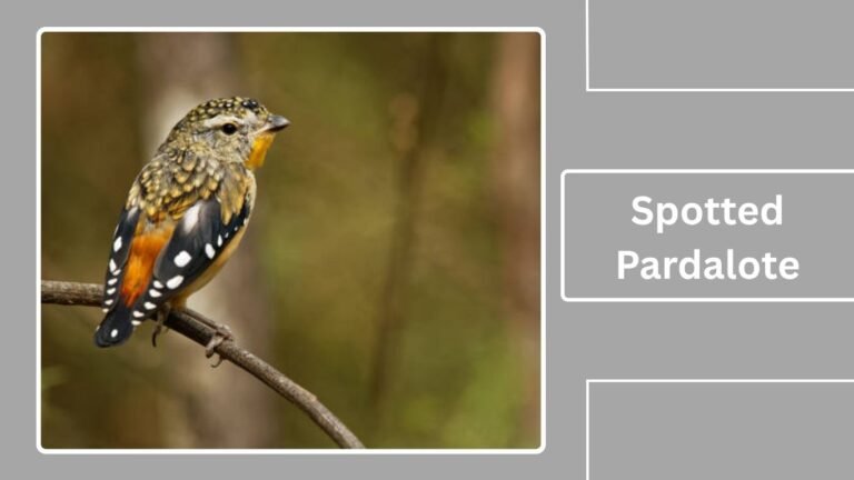 25 Types of Tiny Birds : Identification with Pictures
