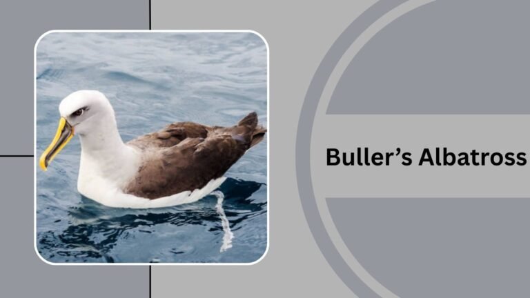 21 Types of Albatrosses: Different Species Identification