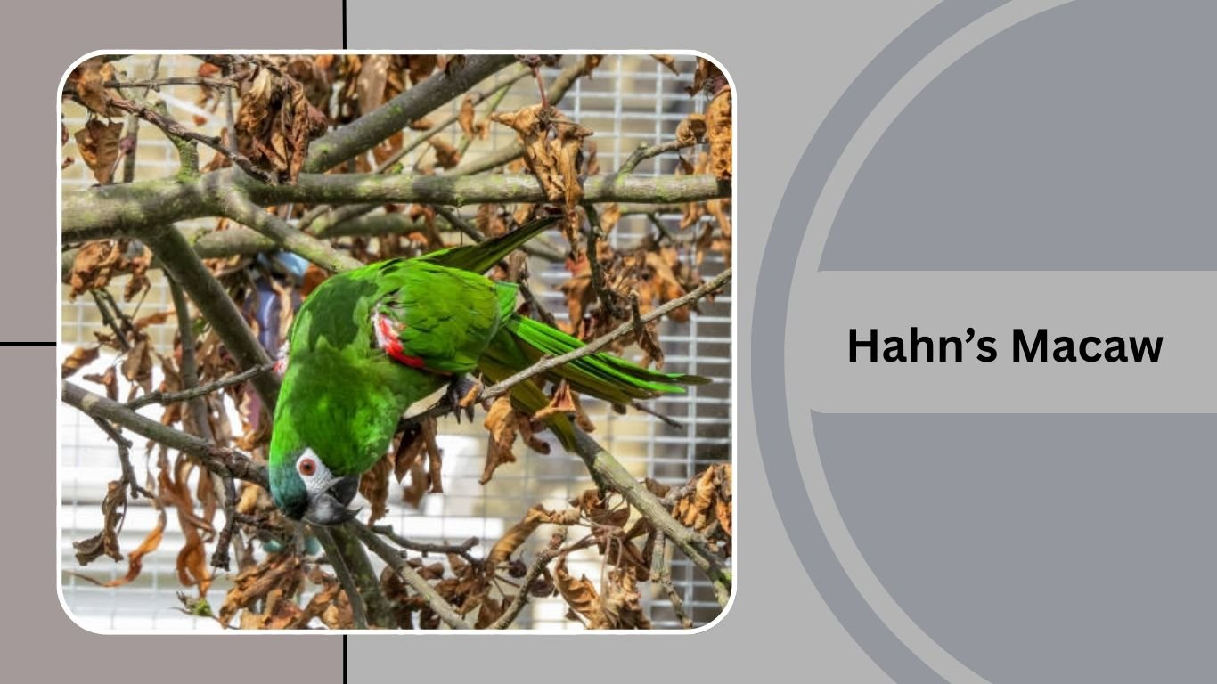 17 Types of Macaws: Different Species Identification With Name