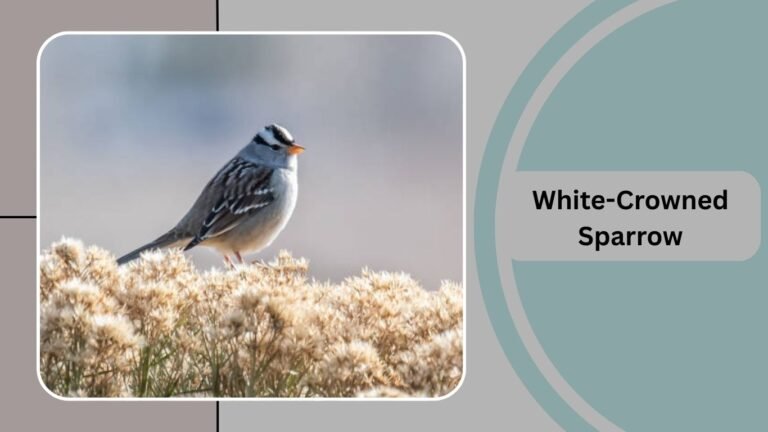 27 Types of Sparrow Birds: Identification With Pictures