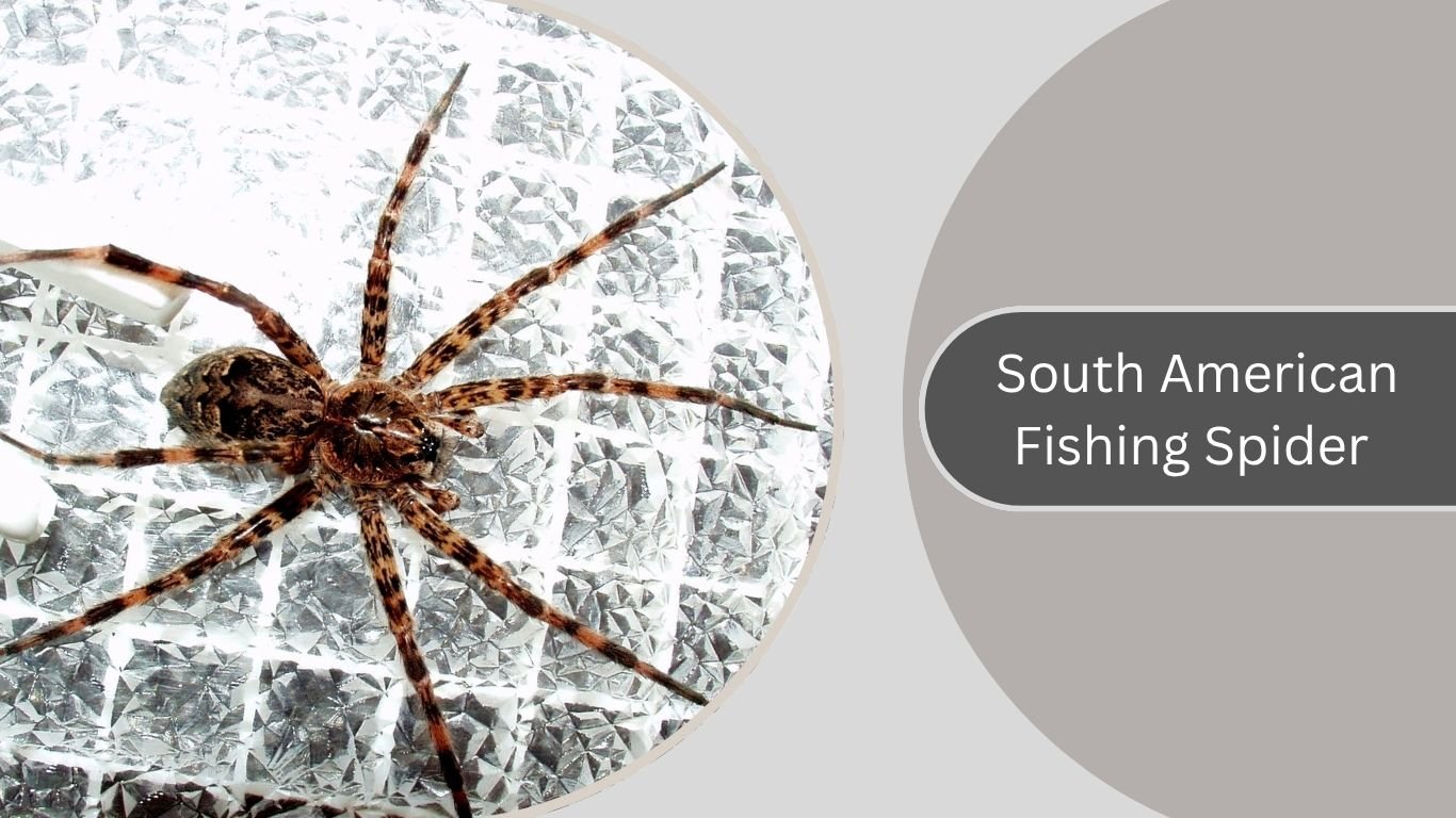 25 Types of Fishing spiders: Identificaton With Pictures